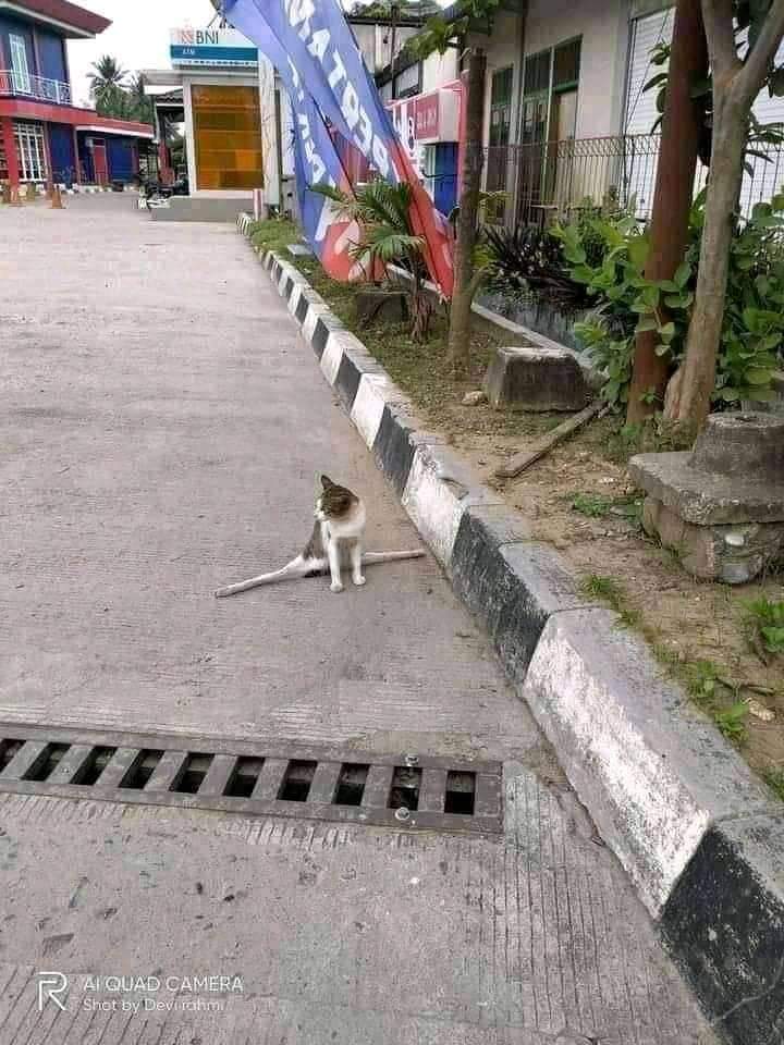 Mulai Dari Kayang Sampai Roll Depan, Beginilah Kelakuan Kucing Kalau ...