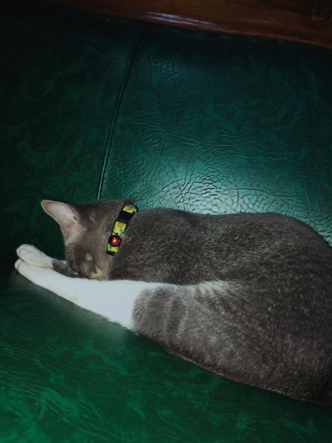 Mulai Dari Kayang Sampai Roll Depan, Beginilah Kelakuan Kucing Kalau ...