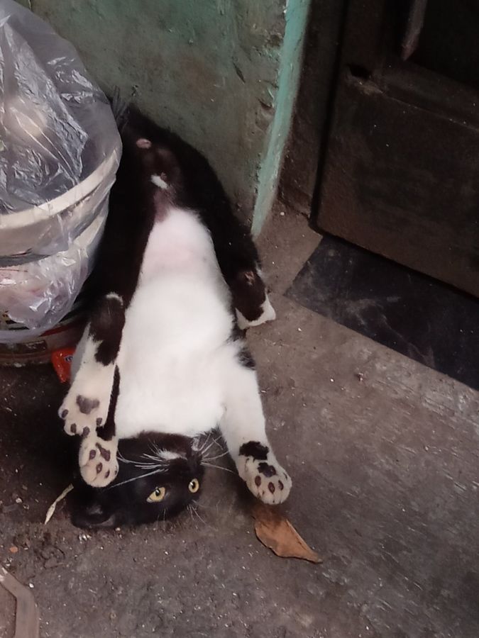 Mulai Dari Kayang Sampai Roll Depan, Beginilah Kelakuan Kucing Kalau ...