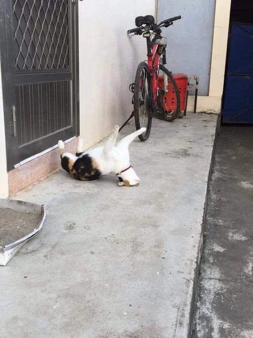 Mulai Dari Kayang Sampai Roll Depan, Beginilah Kelakuan Kucing Kalau ...