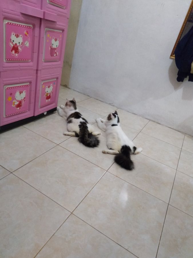 Mulai Dari Kayang Sampai Roll Depan, Beginilah Kelakuan Kucing Kalau ...