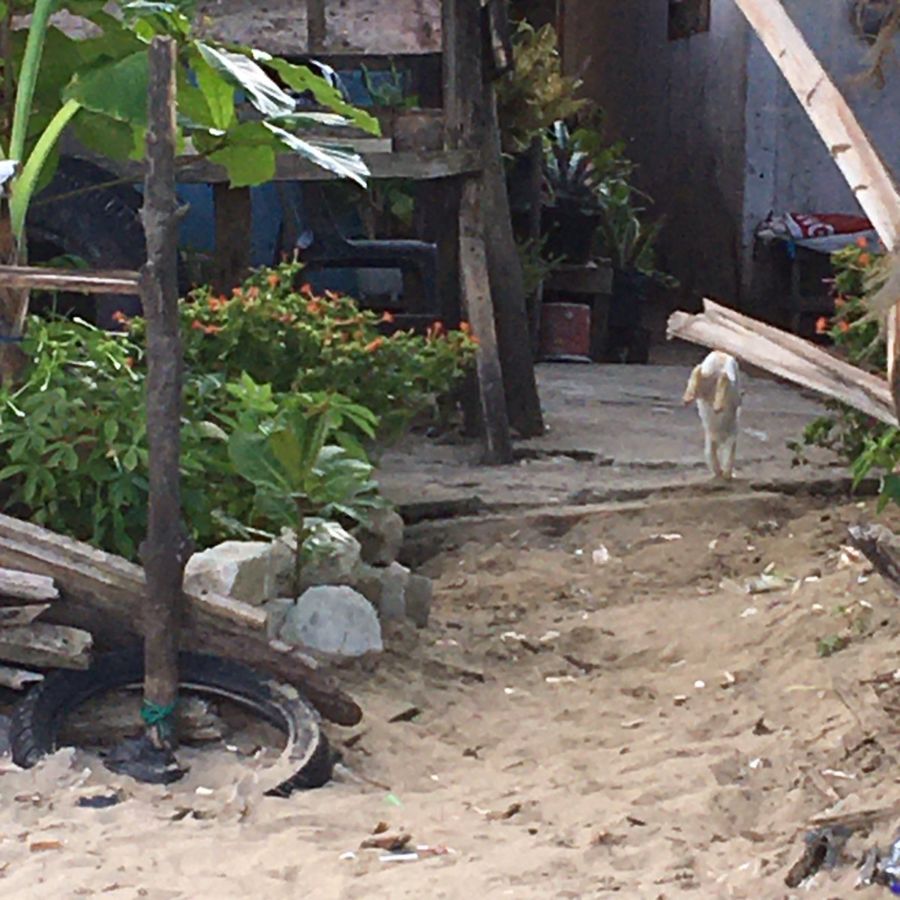 Mulai Dari Kayang Sampai Roll Depan, Beginilah Kelakuan Kucing Kalau ...