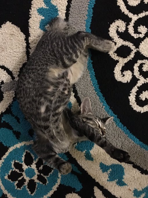 Mulai Dari Kayang Sampai Roll Depan, Beginilah Kelakuan Kucing Kalau ...