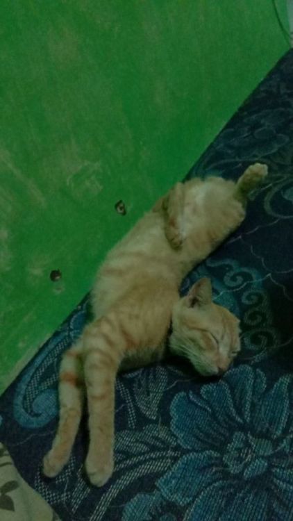 Mulai Dari Kayang Sampai Roll Depan, Beginilah Kelakuan Kucing Kalau ...