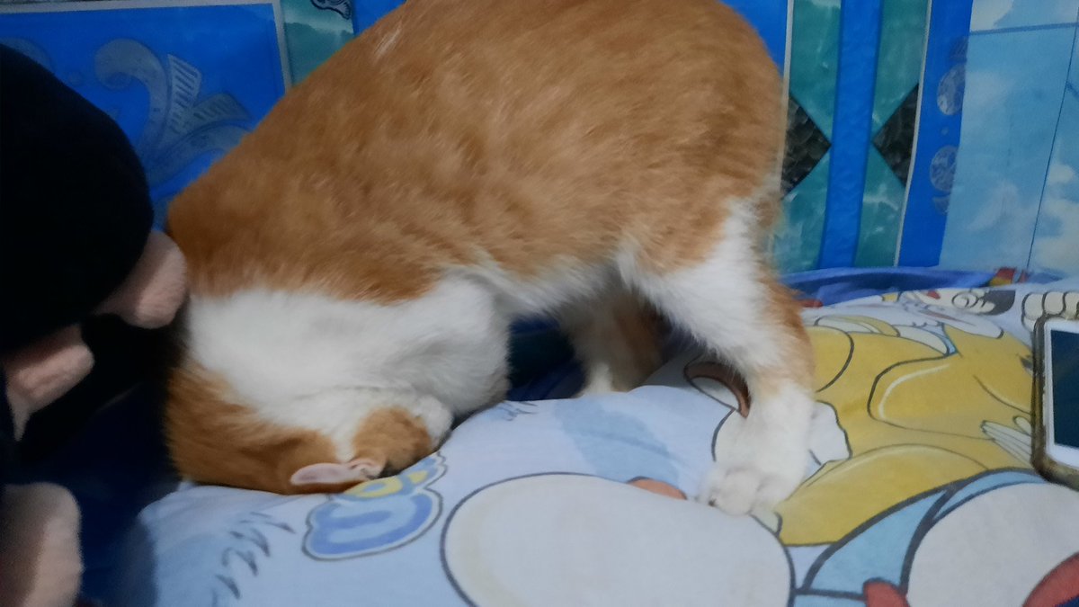 Mulai Dari Kayang Sampai Roll Depan, Beginilah Kelakuan Kucing Kalau ...