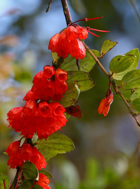 10 Tanaman Rambat yang Berbunga Terus ini Bikin Rumahmu Adem Tiap Hari