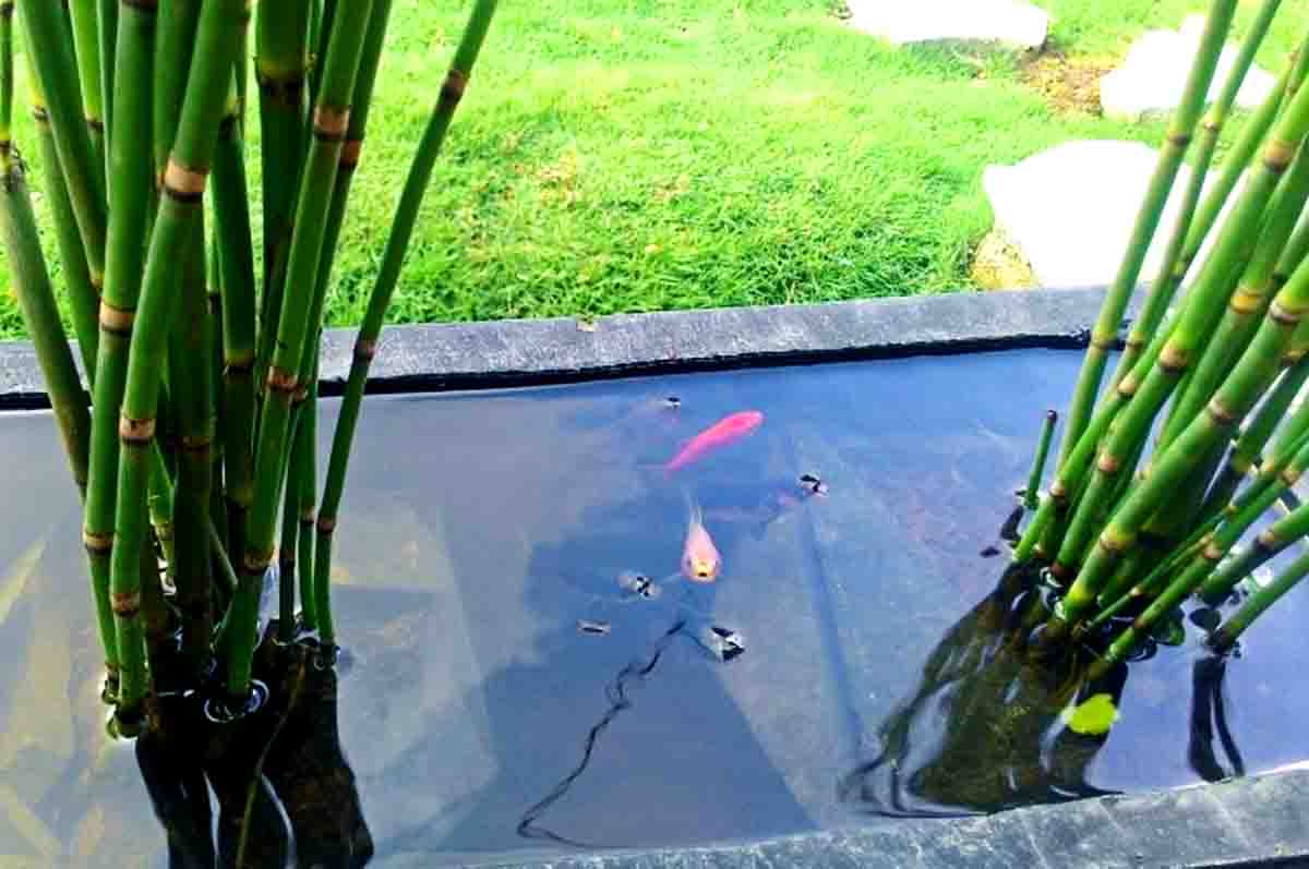10 Tanaman Air Penghias Kolam Ikan, Juga Menjernihkannya dari Kotoran