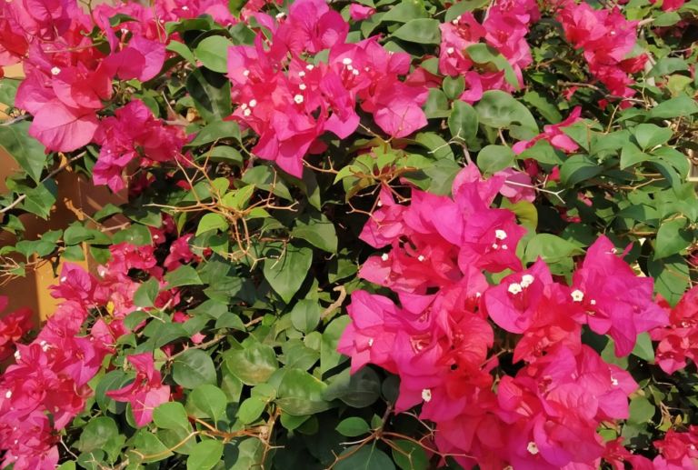 10 Tanaman Rambat yang Berbunga Terus ini Bikin Rumahmu Adem Tiap Hari