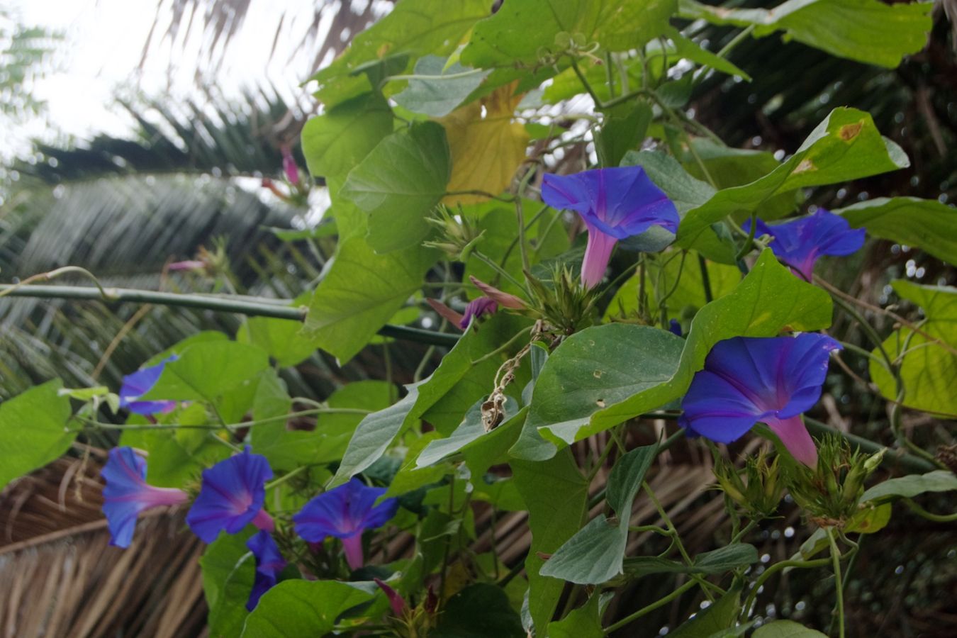 10 Tanaman Rambat yang Berbunga Terus ini Bikin Rumahmu Adem Tiap Hari