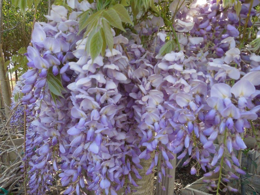 10 Tanaman Rambat yang Berbunga Terus ini Bikin Rumahmu Adem Tiap Hari