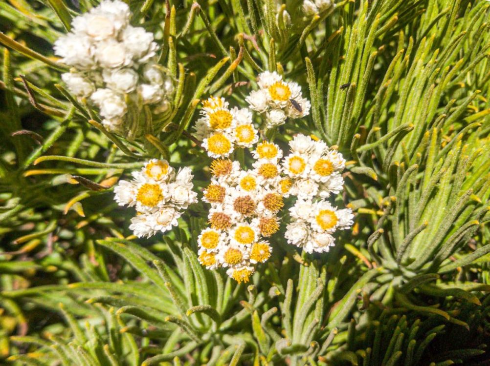 Petik Edelweis di Taman Nasional Gunung Rinjani, Sepasang Wisatawan di ...