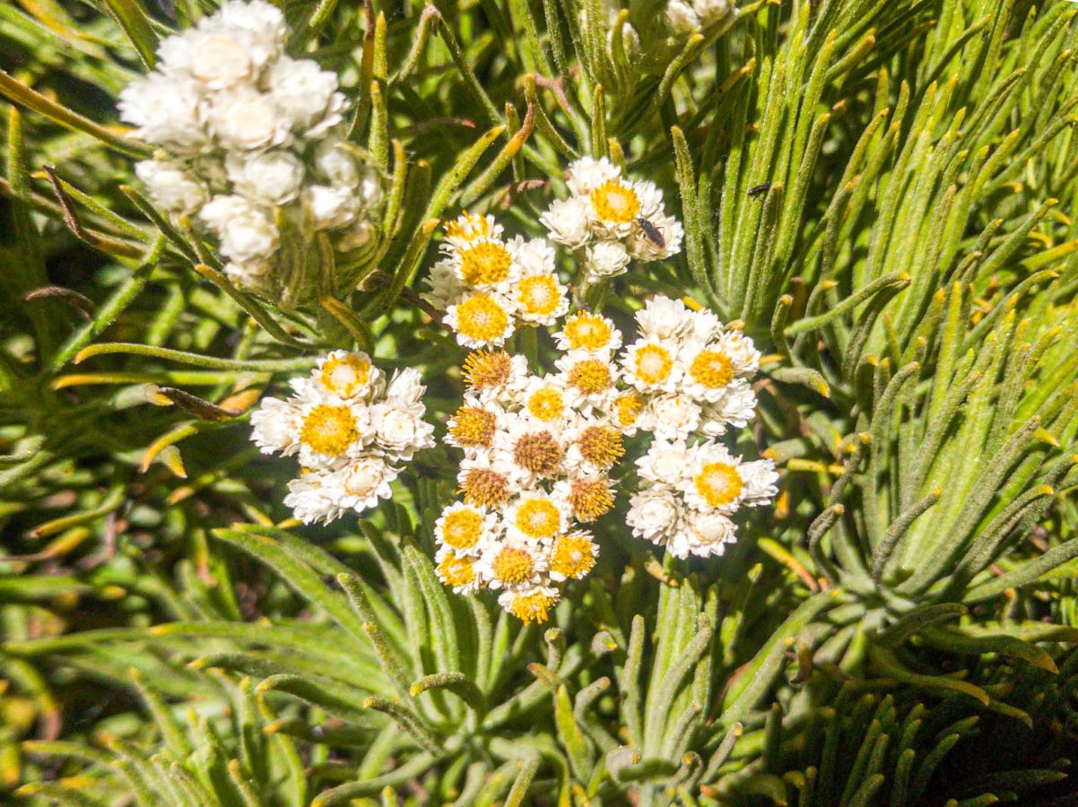 Petik Edelweis di Taman Nasional Gunung Rinjani, Sepasang Wisatawan di ...