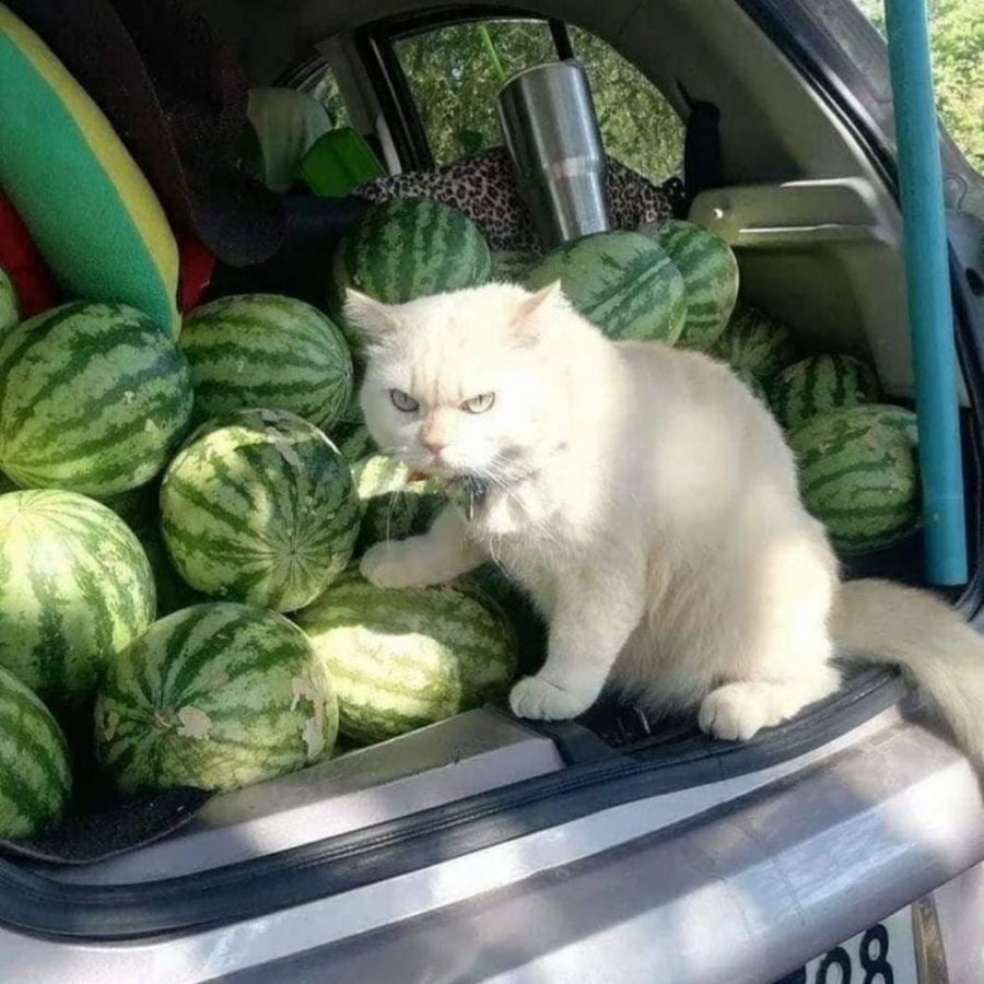 11 Potret Kegiatan Random Kucing Sehari-hari di Peradaban Manusia ...