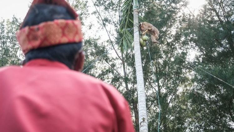 Keunikan Sekolah Tinggi Ilmu Beruk di Pariaman, Melatih Hewan Liar ...