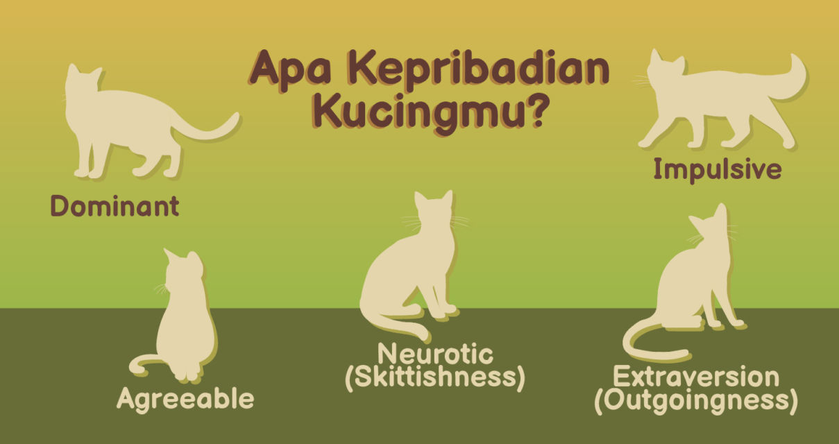 5 Tipe Kepribadian Kucing Sesuai Perilakunya. Perlu Kamu Tahu Biar Si ...