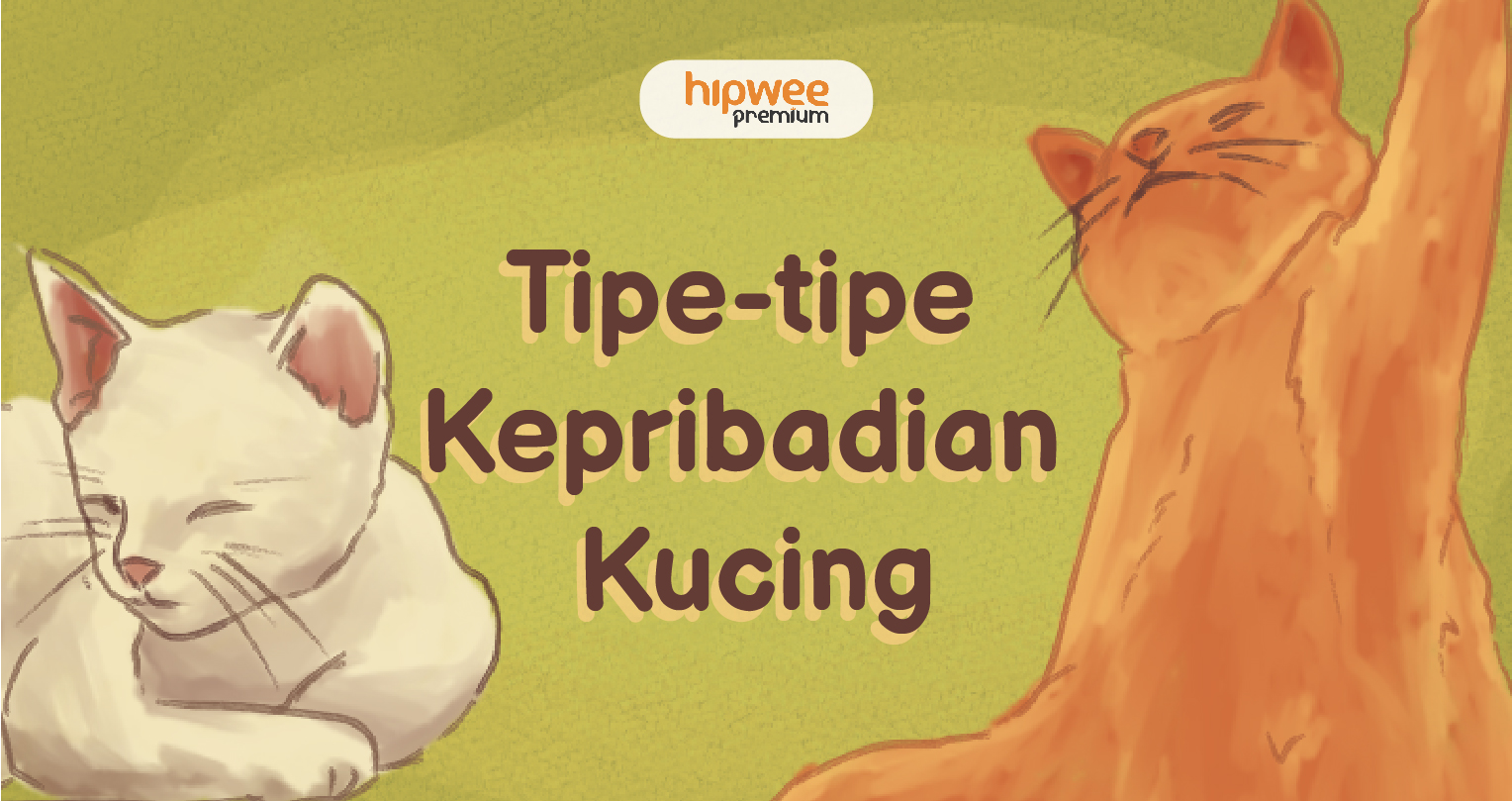 5 Tipe Kepribadian Kucing Sesuai Perilakunya. Perlu Kamu Tahu Biar Si ...