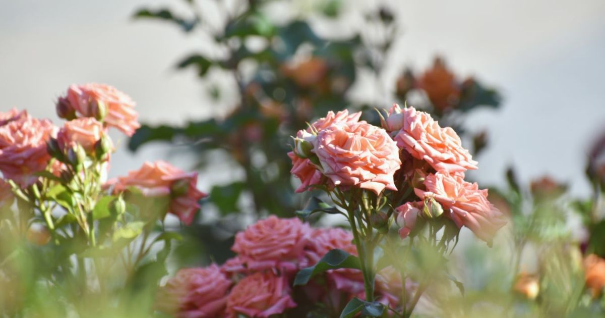 7 Cara Merawat Bunga Mawar Agar Tumbuh Subur dan Nggak Gampang Layu