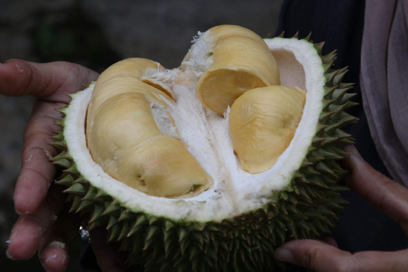 Daftar Jenis Durian Unggul yang Enak & Paling Favorit