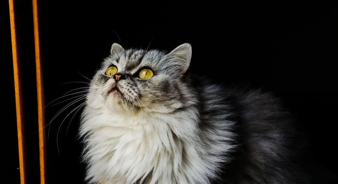 7 Cara Merawat Kucing Persia agar Sehat, Bebas Kutu, dan Lebat Bulunya