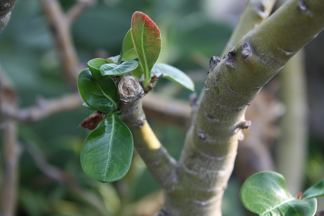 Cara Menanam Bunga Kamboja Jepang dari Biji dan Setek Batang yang Benar