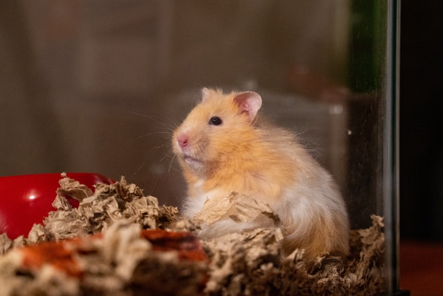 Sering Disebut Hamster Anggora, Begini 5 Cara Merawat Hamster Syrian ...