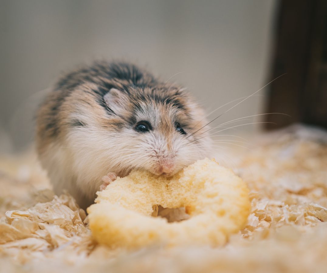 7 Cara Merawat Hamster bagi Pemula Agar Nggak Gampang Bau Apalagi Mati