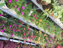 Cara Menanam Bunga Pukul Sembilan dengan Setek. Gampang Nyebarnya!