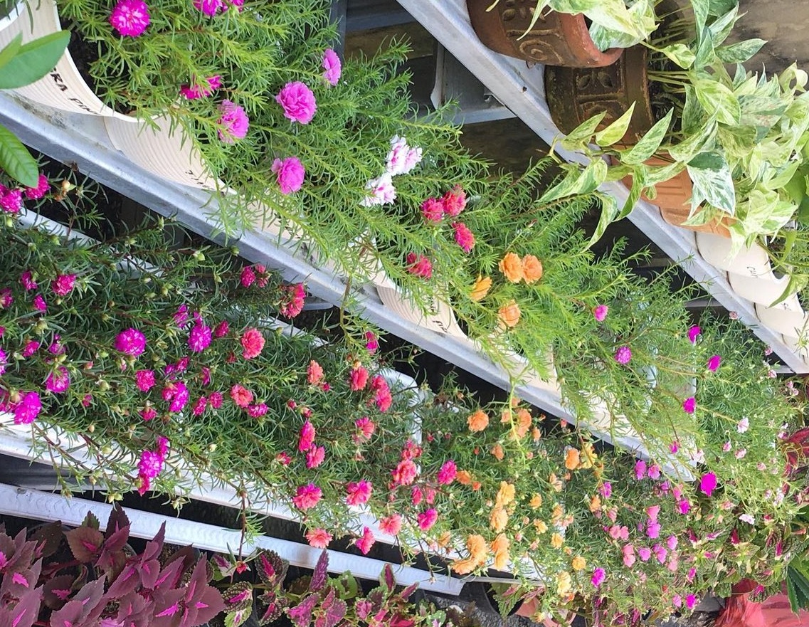 Cara Menanam Bunga Pukul Sembilan dengan Setek. Gampang Nyebarnya!