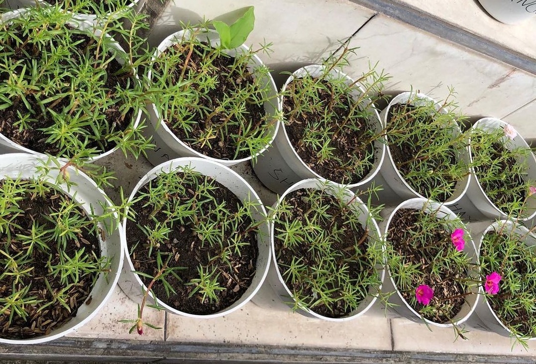 Cara Menanam Bunga Pukul Sembilan dengan Setek. Gampang Nyebarnya!