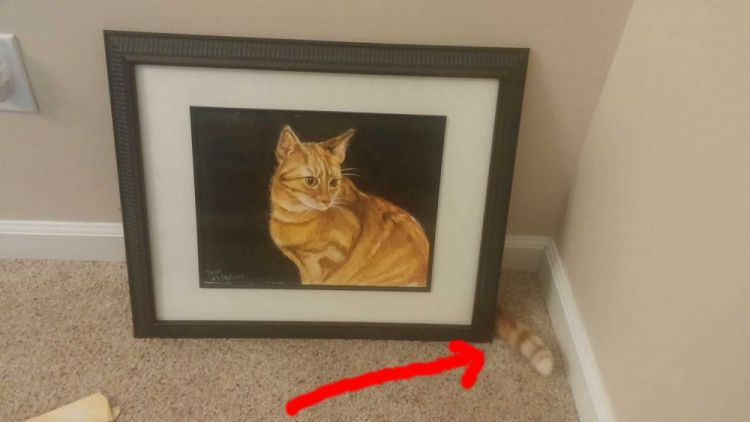 Potret Kocak Kucing Sembunyi, Bukti Kalau Mereka Bisa Kamuflase!