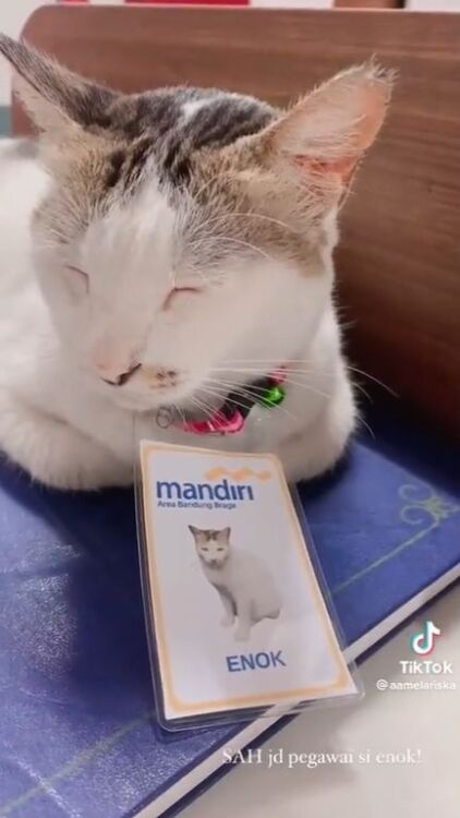 Meski Cuma Bisa Bilang "Meow Meow", tapi Deretan Kucing ini Sukses ...