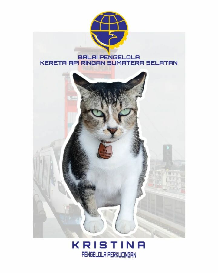 Meski Cuma Bisa Bilang "Meow Meow", tapi Deretan Kucing ini Sukses ...