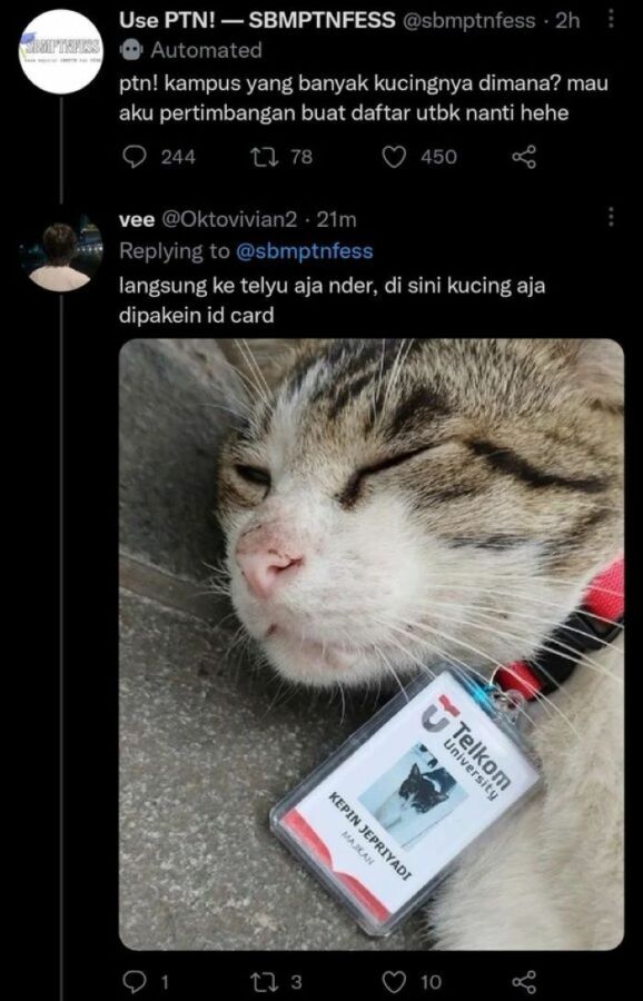 Meski Cuma Bisa Bilang "Meow Meow", tapi Deretan Kucing ini Sukses ...