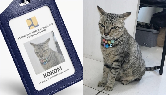 Meski Cuma Bisa Bilang "Meow Meow", tapi Deretan Kucing ini Sukses ...