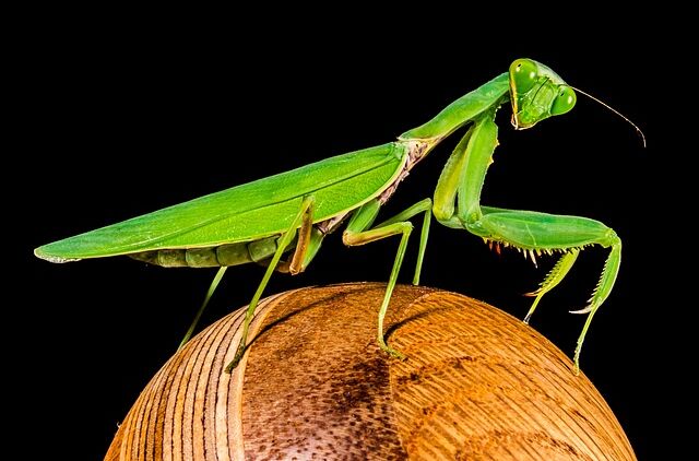 Misteri Kehidupan Belalang Mantis: Perilaku dan Strategi Berburu yang ...
