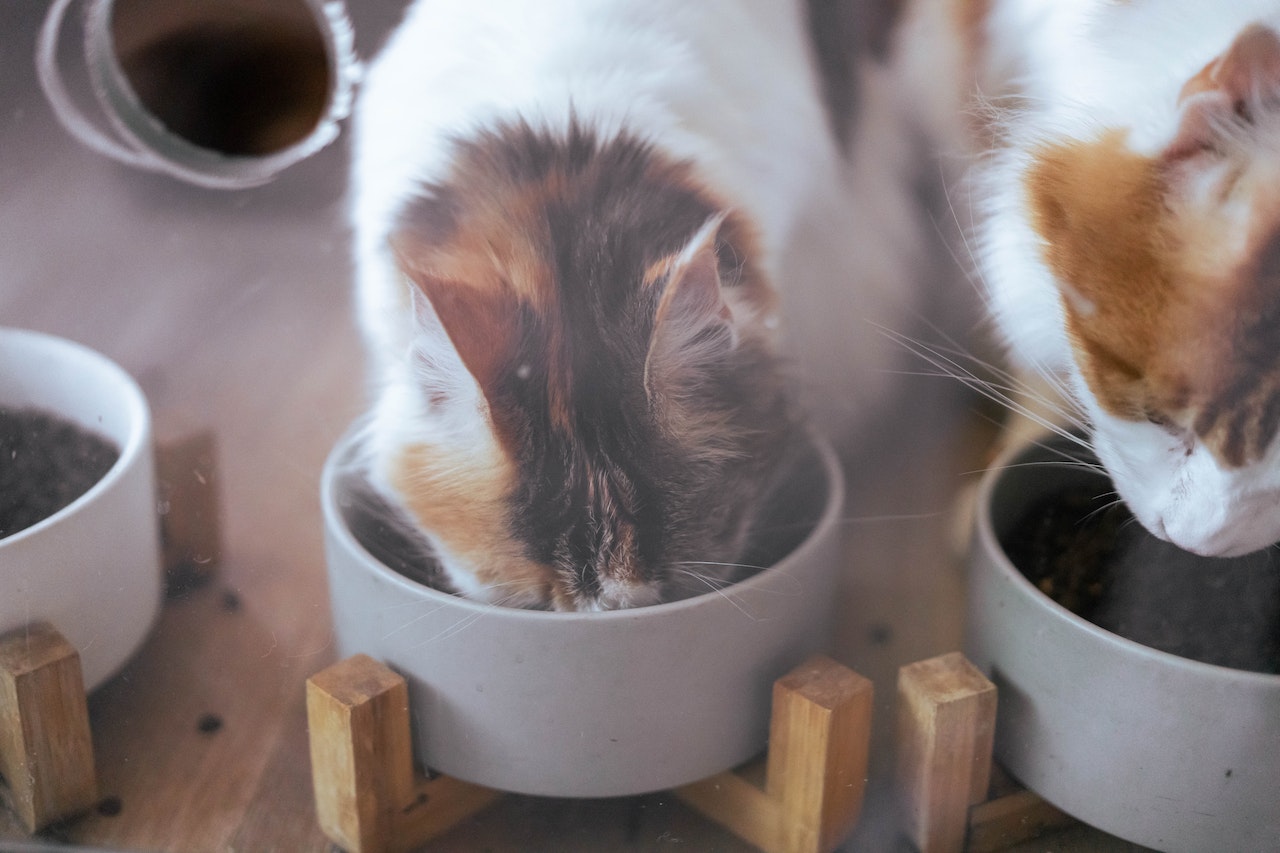 5 Tips Memilih Makanan Kucing Sesuai Kebutuhan dan Kandungannya. Jangan ...