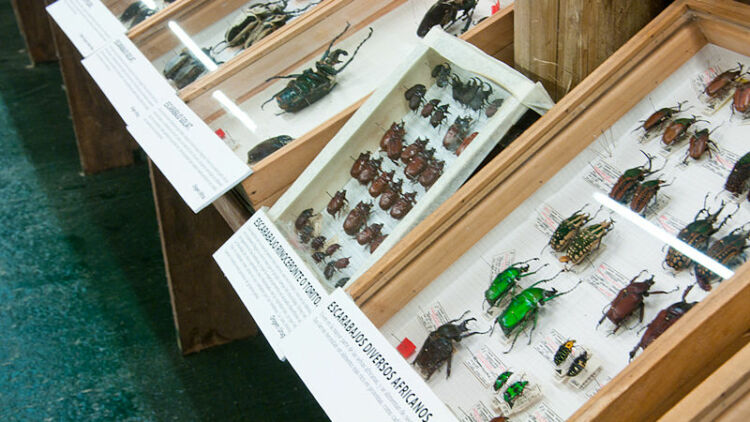 Insektarium: Menerawang Dunia Serangga sebagai Sumber Pembelajaran yang ...