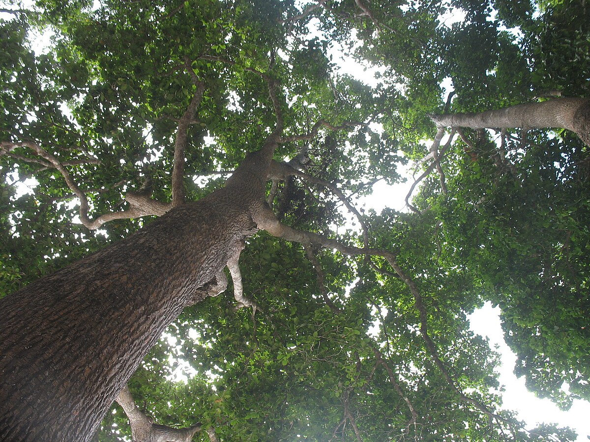 Keabadian yang Tersembunyi: Keindahan dan Keunikan Pohon Ulin